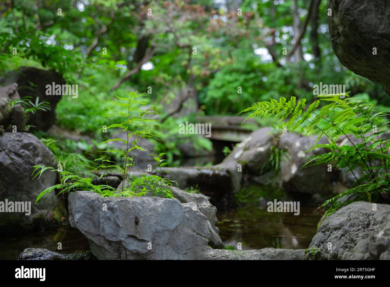 Brook close up hi-res stock photography and images - Alamy