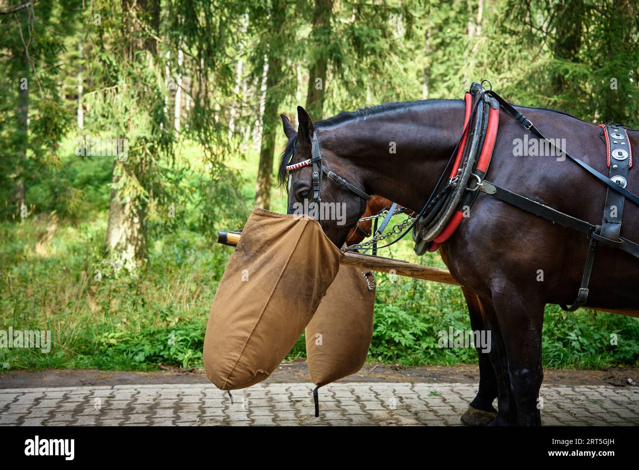Horse harness with cart in mountain forest. Traditional transport for tourists in Morskie Oko ...