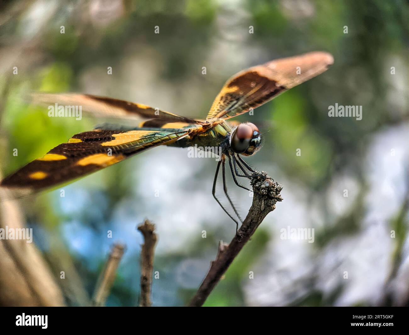 A Dragonfly on the green grass outdoor. Emperor Dragonfly (Blue Emperor ...