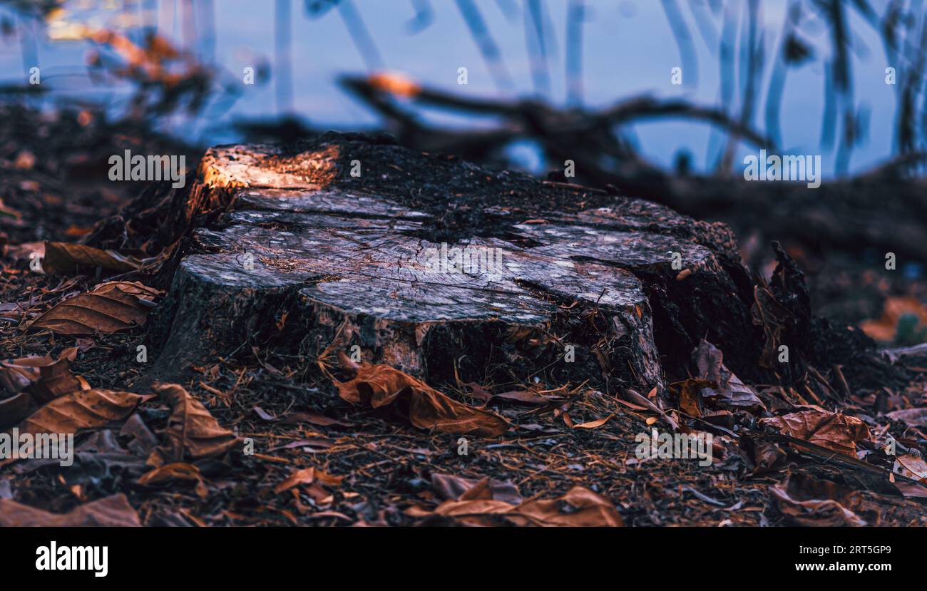 A golden colored tree stumps still reflecting the beauty of nature ...