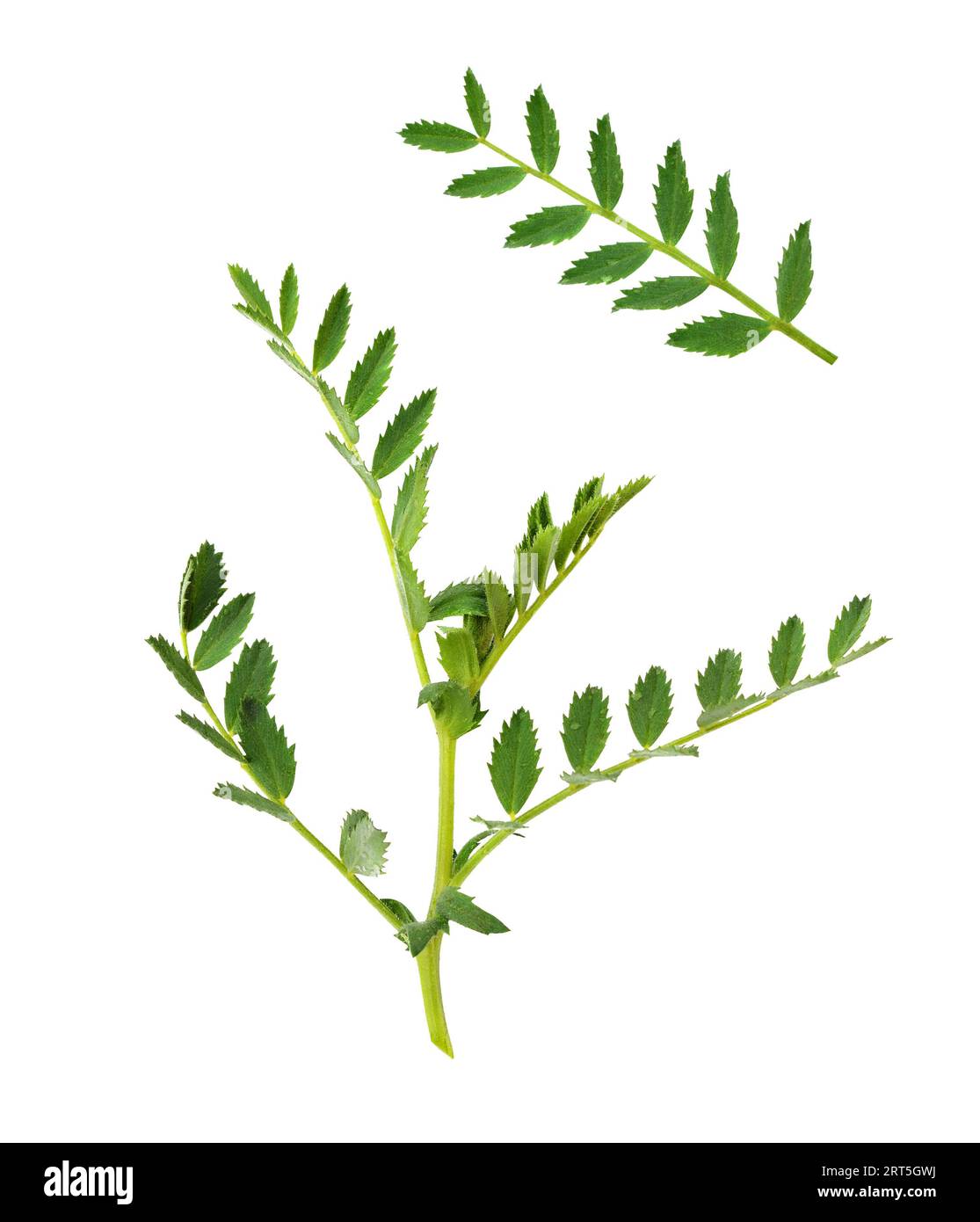 Pea leaves isolated on white background Stock Photo - Alamy