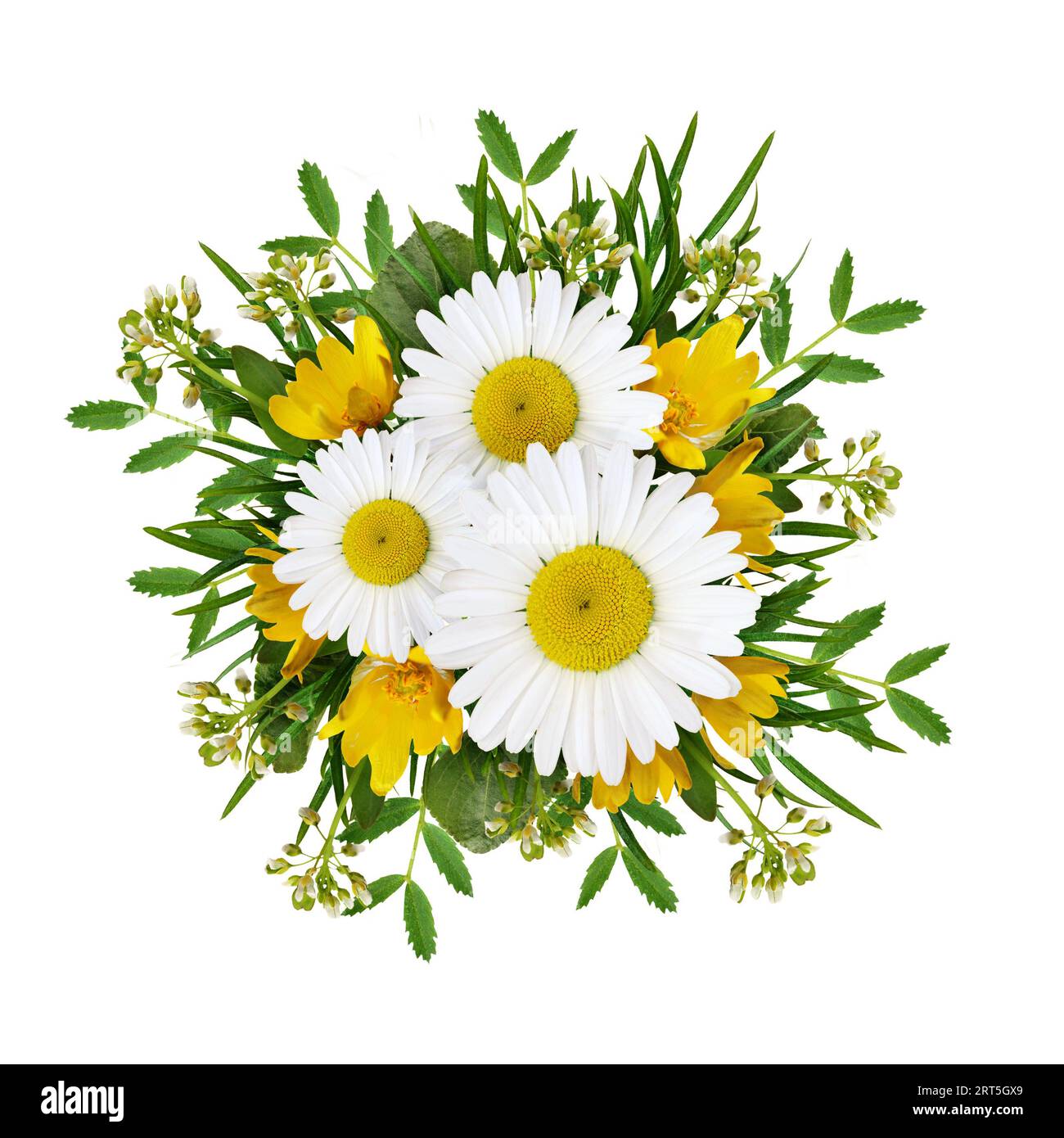 Wild garden lawn Cut Out Stock Images & Pictures - Alamy