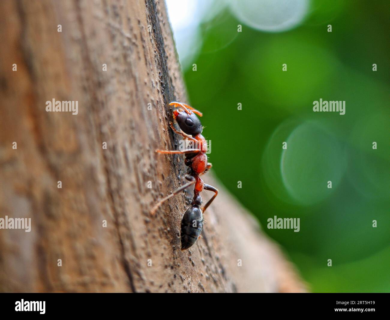 Australian insects hi-res stock photography and images - Alamy