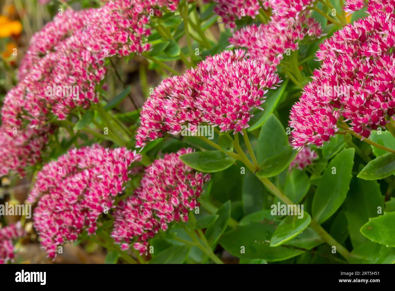 Red flowering sedum plant, Hylotelephium telephium. beautiful autumn ...