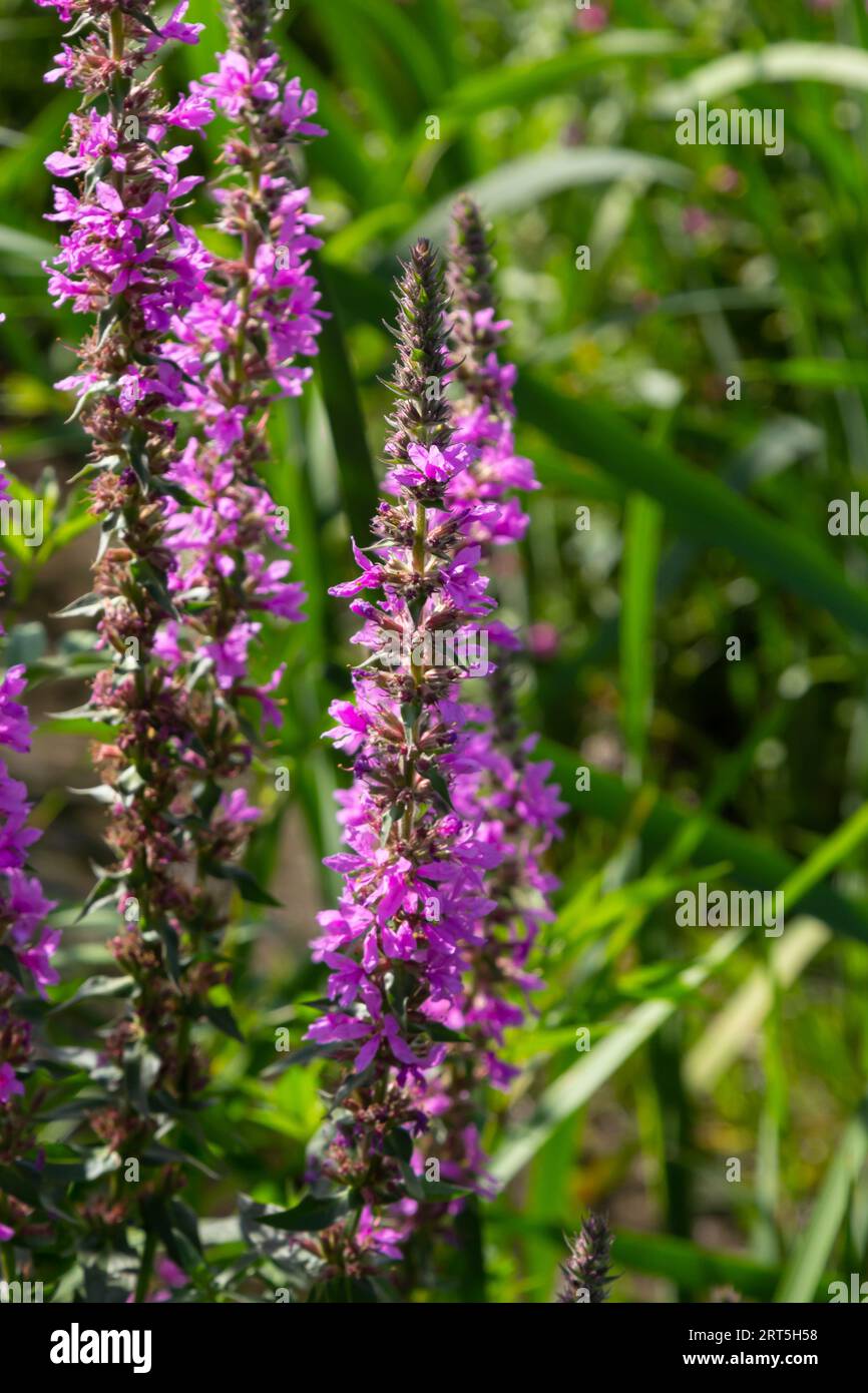 Lythrum salicaria is a perennial herbaceous plant of the Lythrum family ...