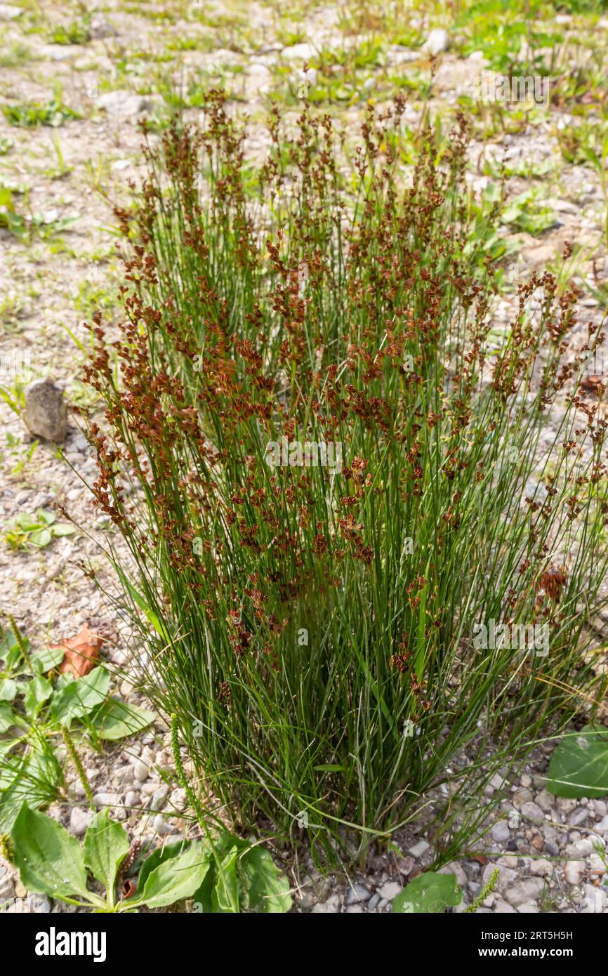 Common Soft Rush Juncus effusus is a perennial herbaceous flowering ...