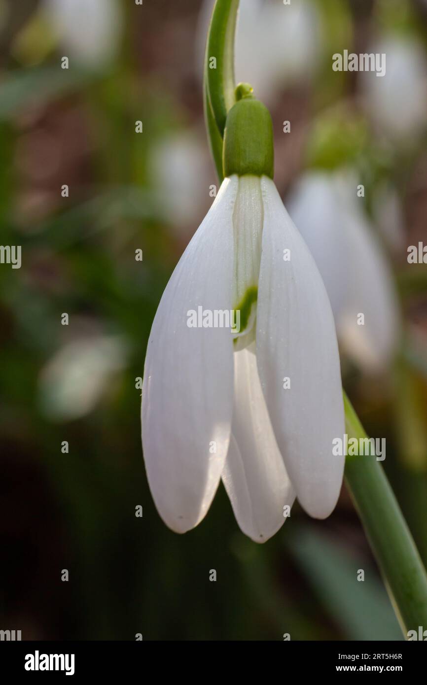 White snowdrop flowers close up. Galanthus blossoms illuminated by the ...