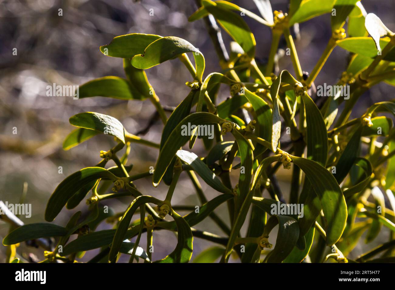 green branches of white mistletoe close-up, Viscum album, Santalaceae ...