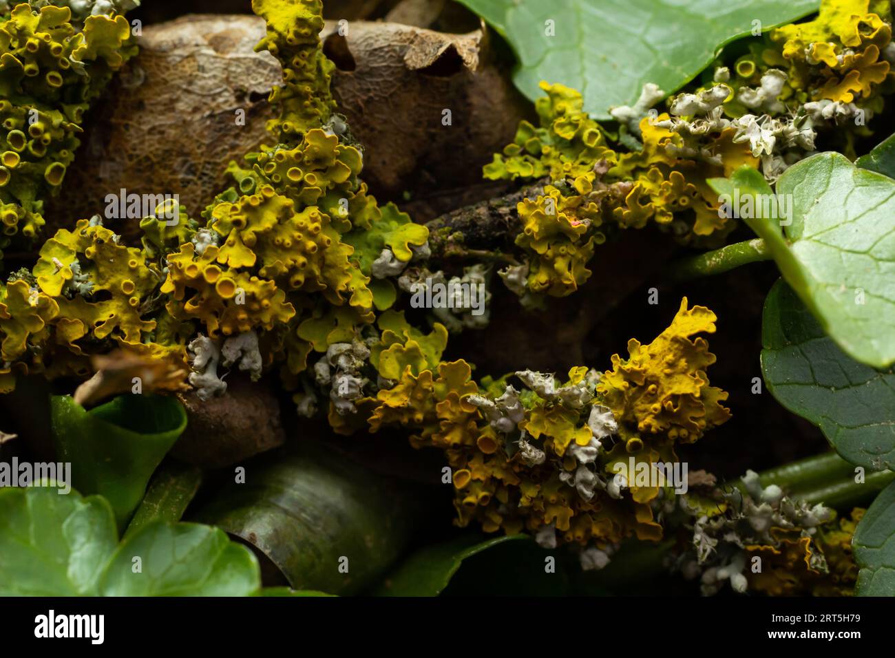 Xanthoria parietina common orange lichen, yellow scale, maritime ...