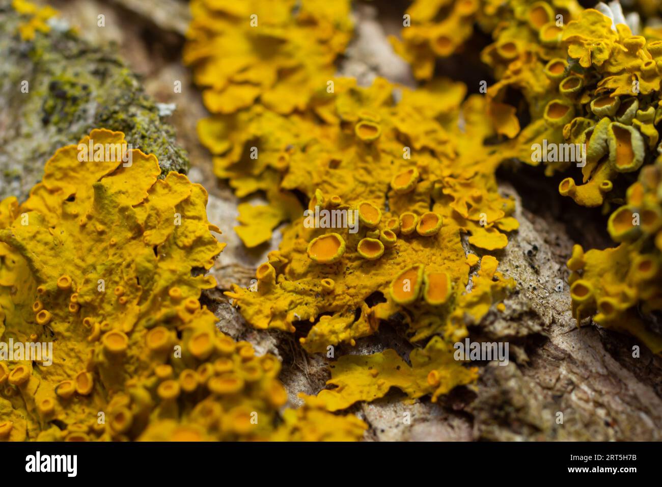Xanthoria parietina common orange lichen, yellow scale, maritime ...