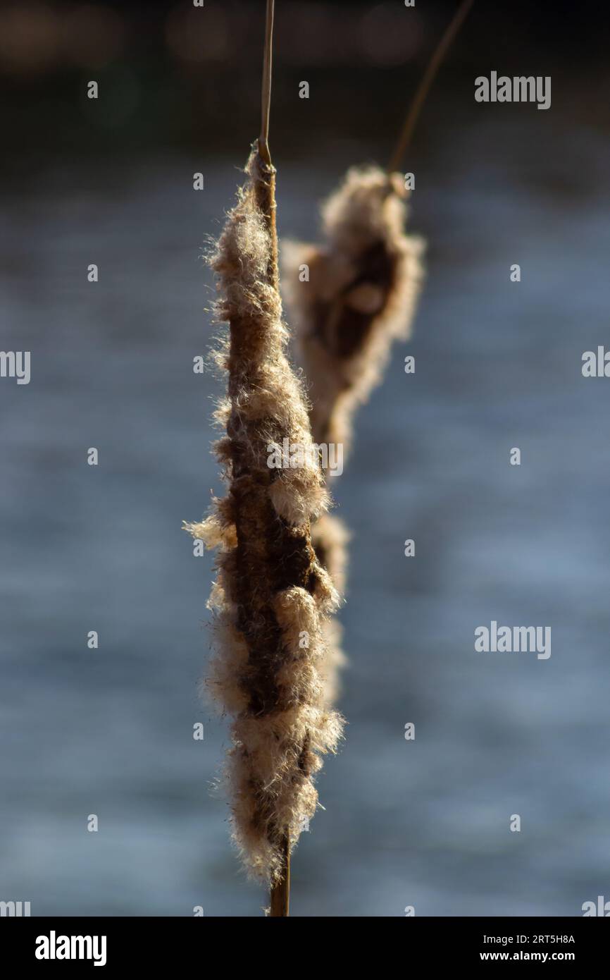 Cattails bulrush Typha latifolia beside river. Closeup of blooming ...