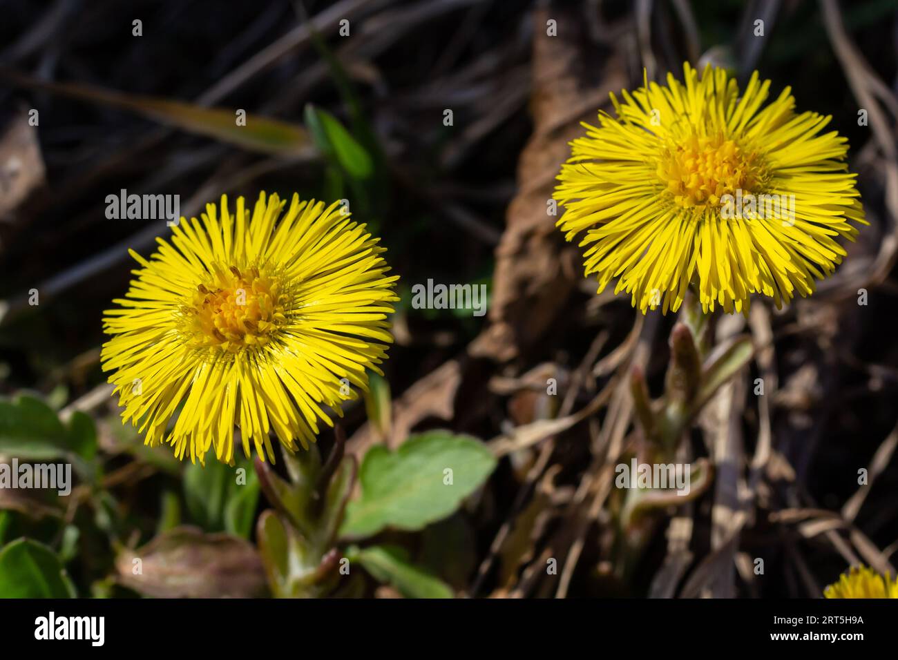 Tussilago farfara, commonly known as coltsfoot is a plant in the ...