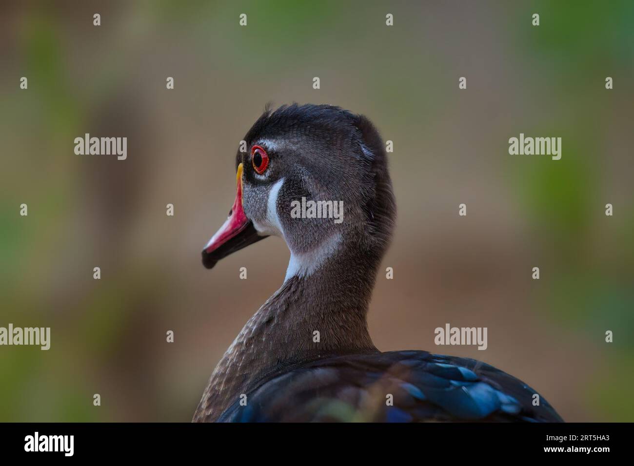 An orange-billed duck standing in a grassy outdoor environment Stock ...