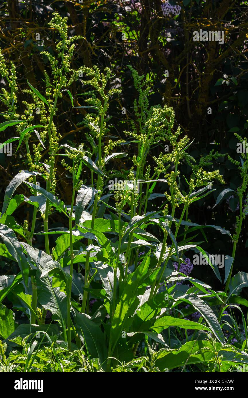 Part of a sorrel bush Rumex confertus growing in the wild with dry ...