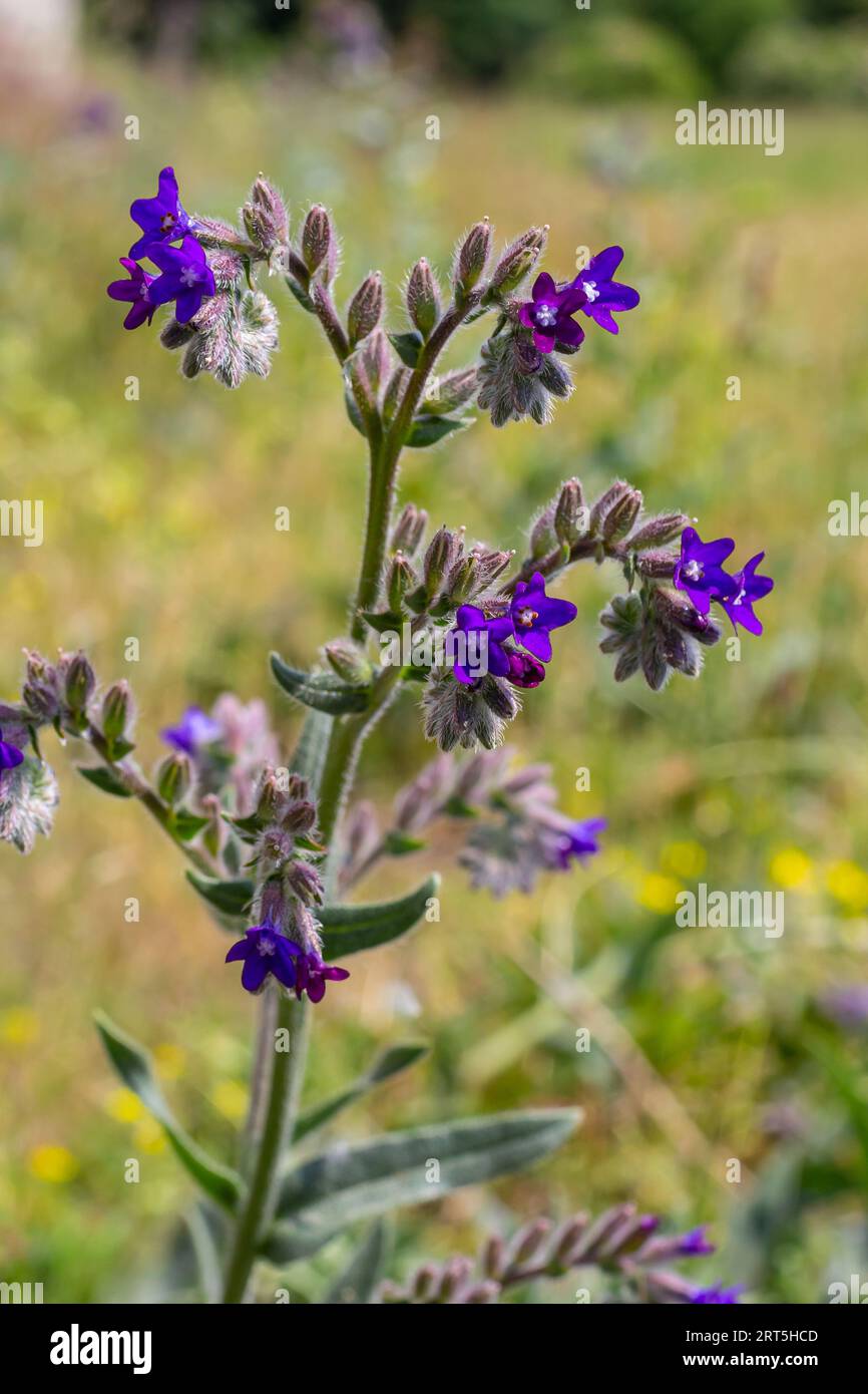 Anchusa officinalis, commonly known as the common bugloss or alkanet ...