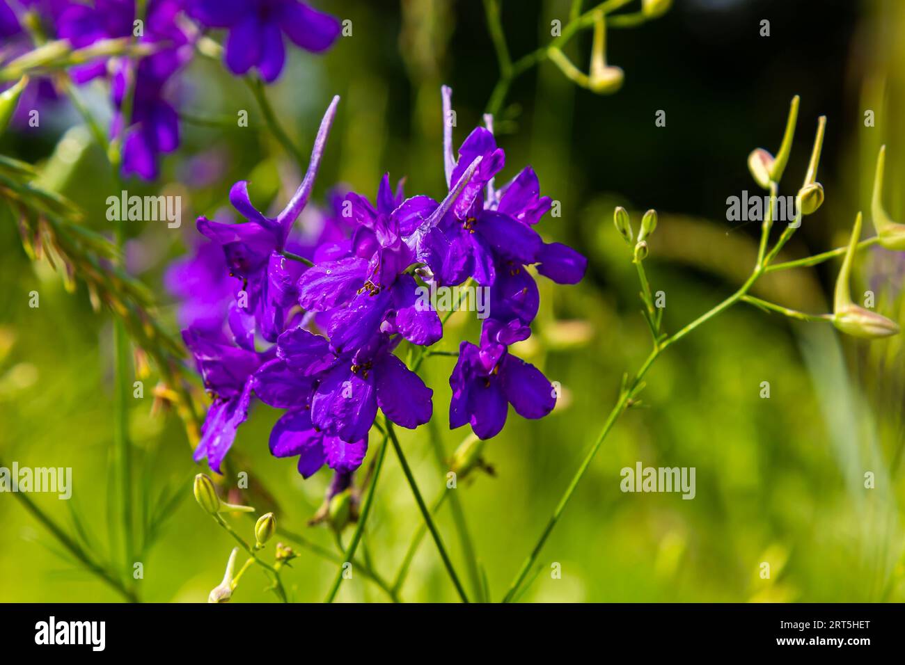 Wild Delphinium or Consolida Regalis, known as forking or rocket ...