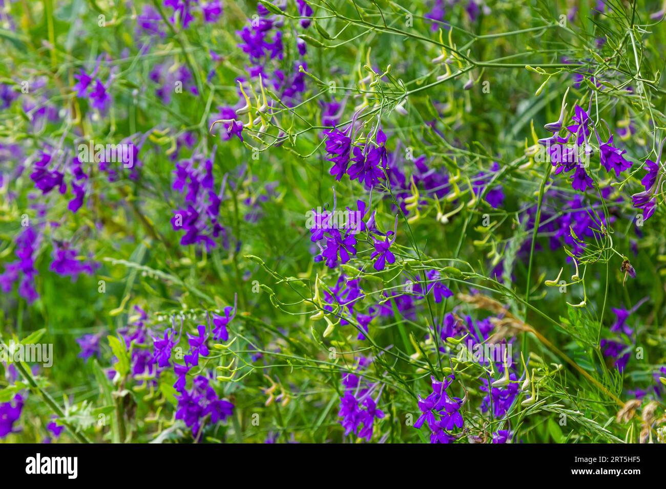 Wild Delphinium or Consolida Regalis, known as forking or rocket ...