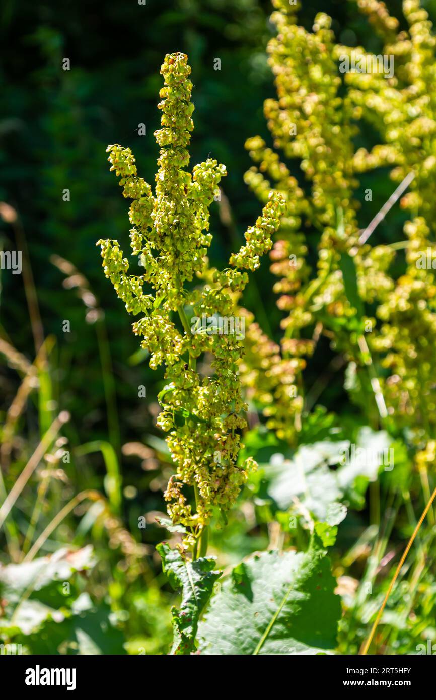Part of a sorrel bush Rumex confertus growing in the wild with dry ...