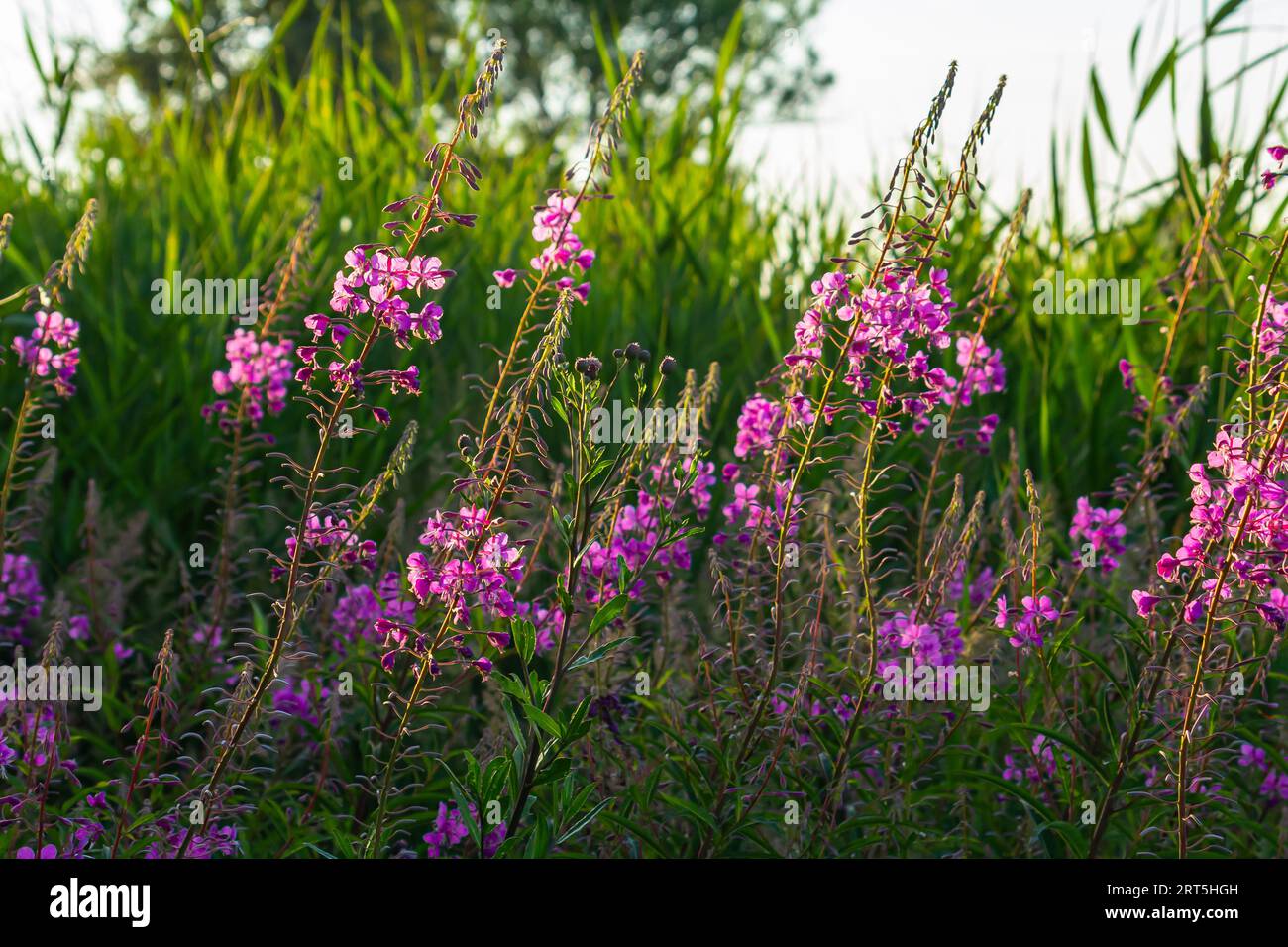 Flower highlighted by the sun hi-res stock photography and images - Alamy