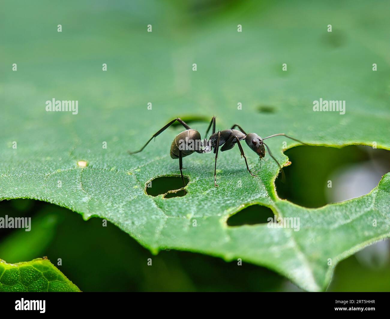 Black Carpenter Ant on Leaf. black ants on a green leaf, Close up of ...