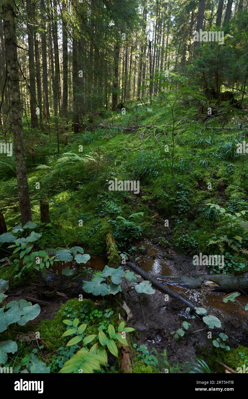 Late summer landscape with a hiking trail in the mountains covered in ...