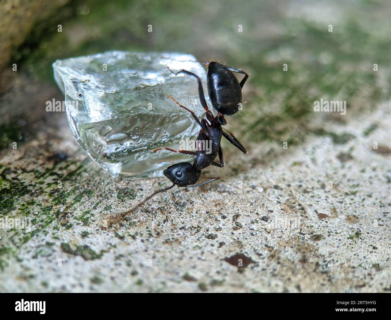 Wood eating insects hi-res stock photography and images - Alamy