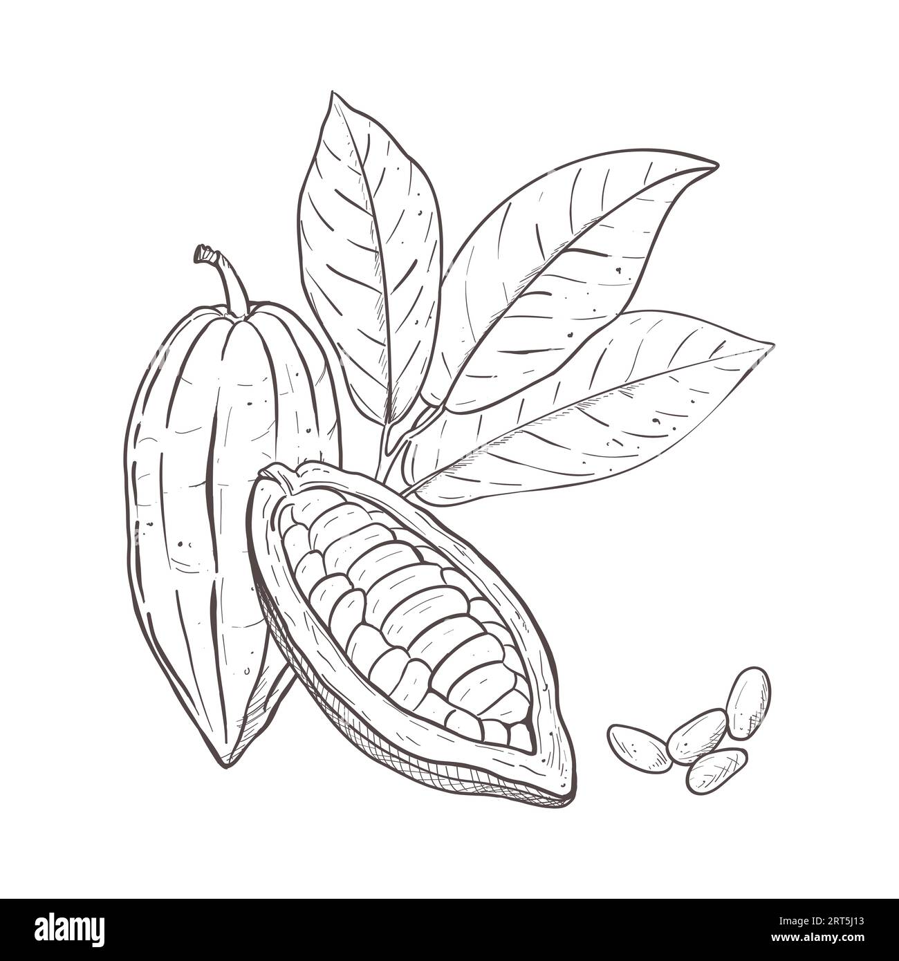 Vector illustration set of cocoa leaves, closed and opened beans and ...