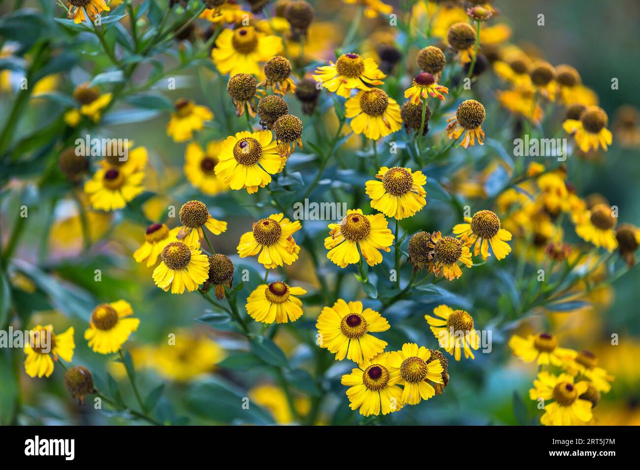Helenium salud yellow hi-res stock photography and images - Alamy