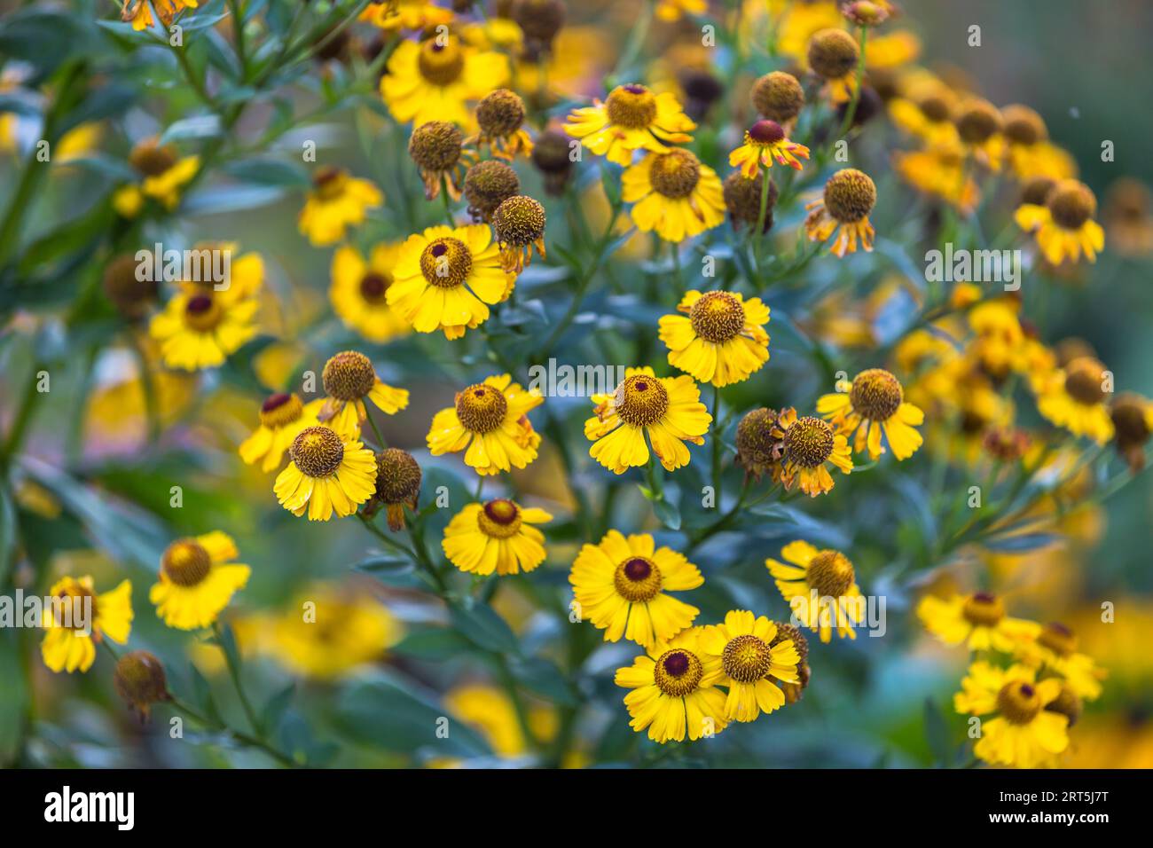 Helenium salud yellow hi-res stock photography and images - Alamy