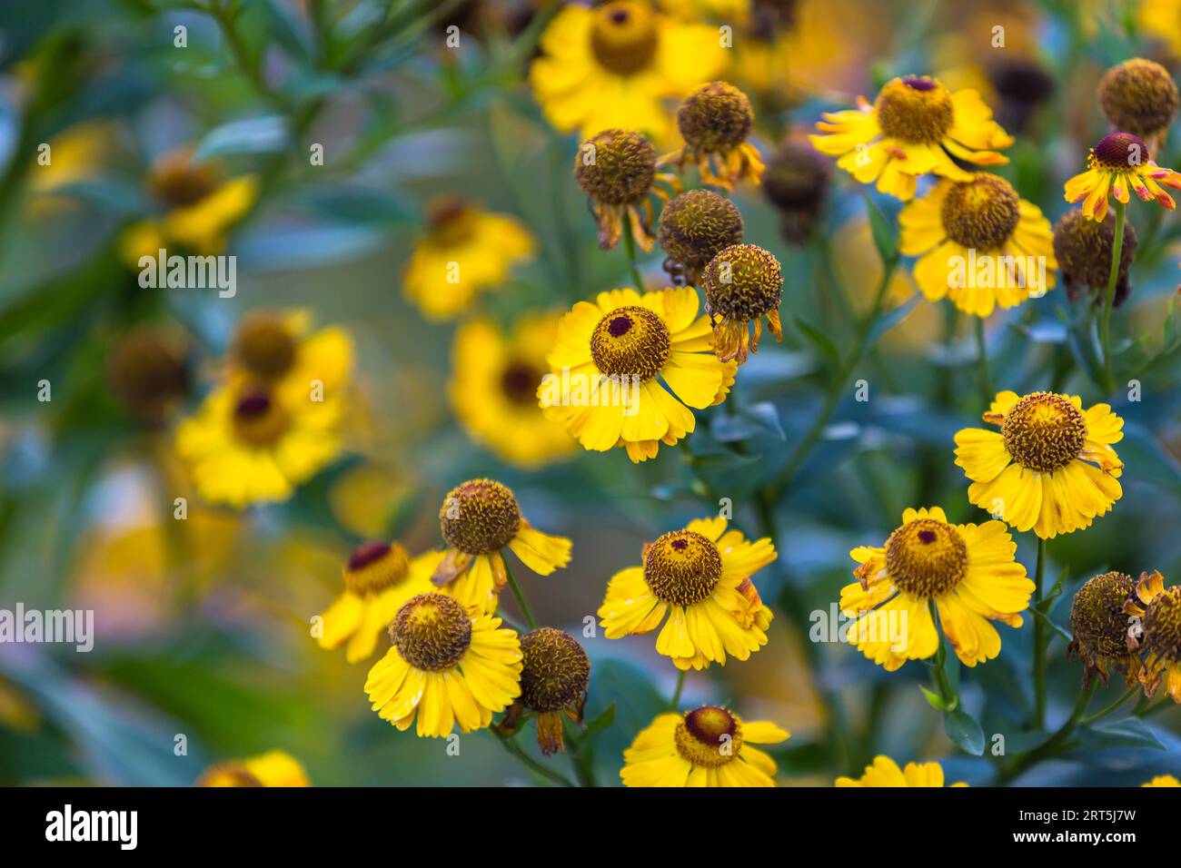 Golden helenium hi-res stock photography and images - Alamy