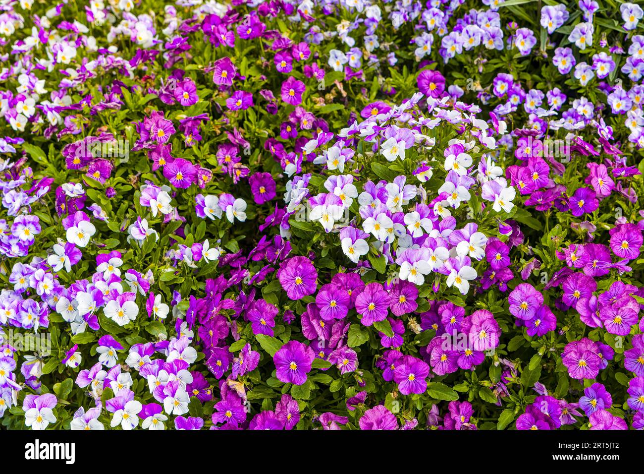 Variegated blossoms hi-res stock photography and images - Alamy