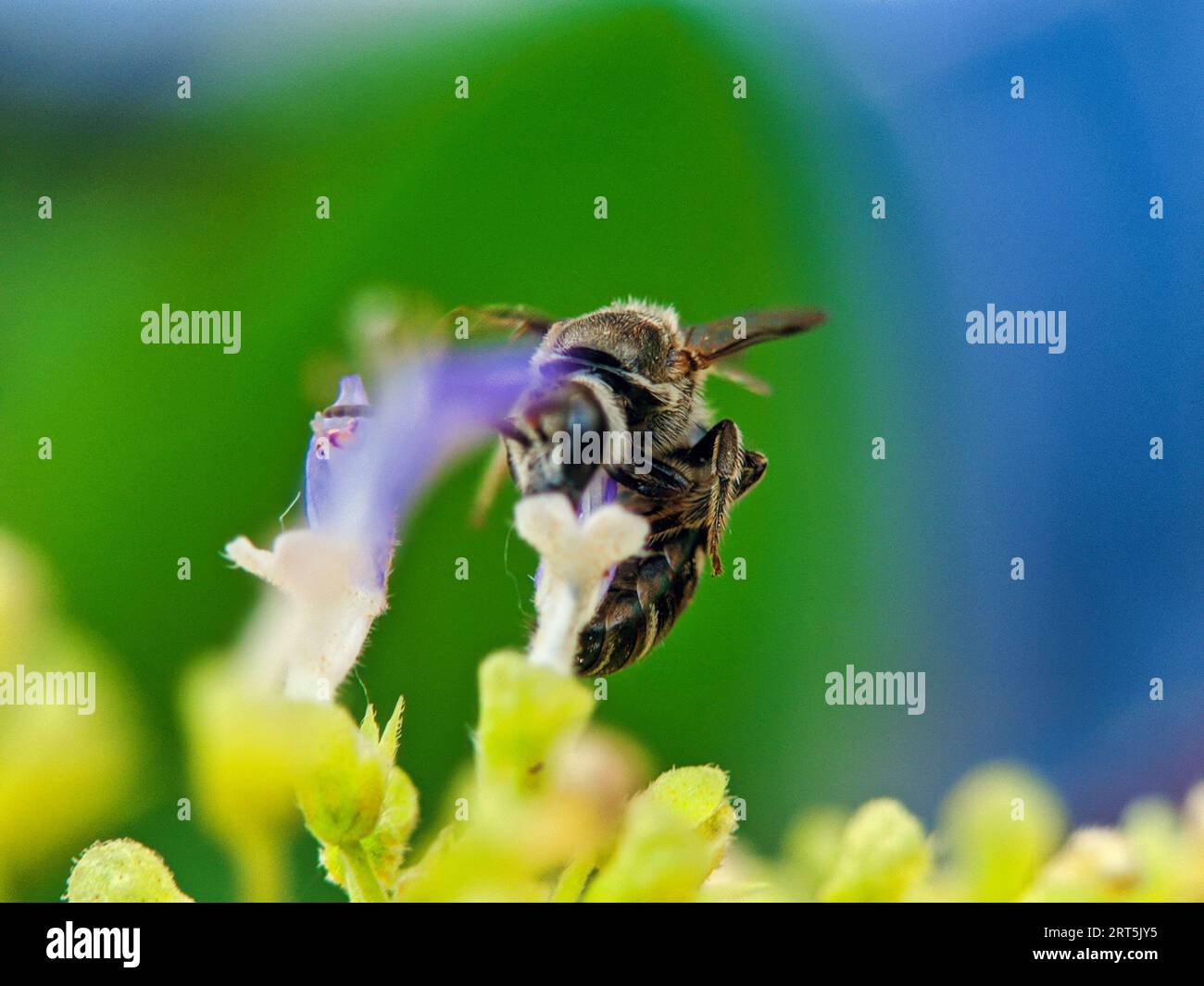 Macro photo of a beautiful honey bee and flowers on a sunny day. Honey ...