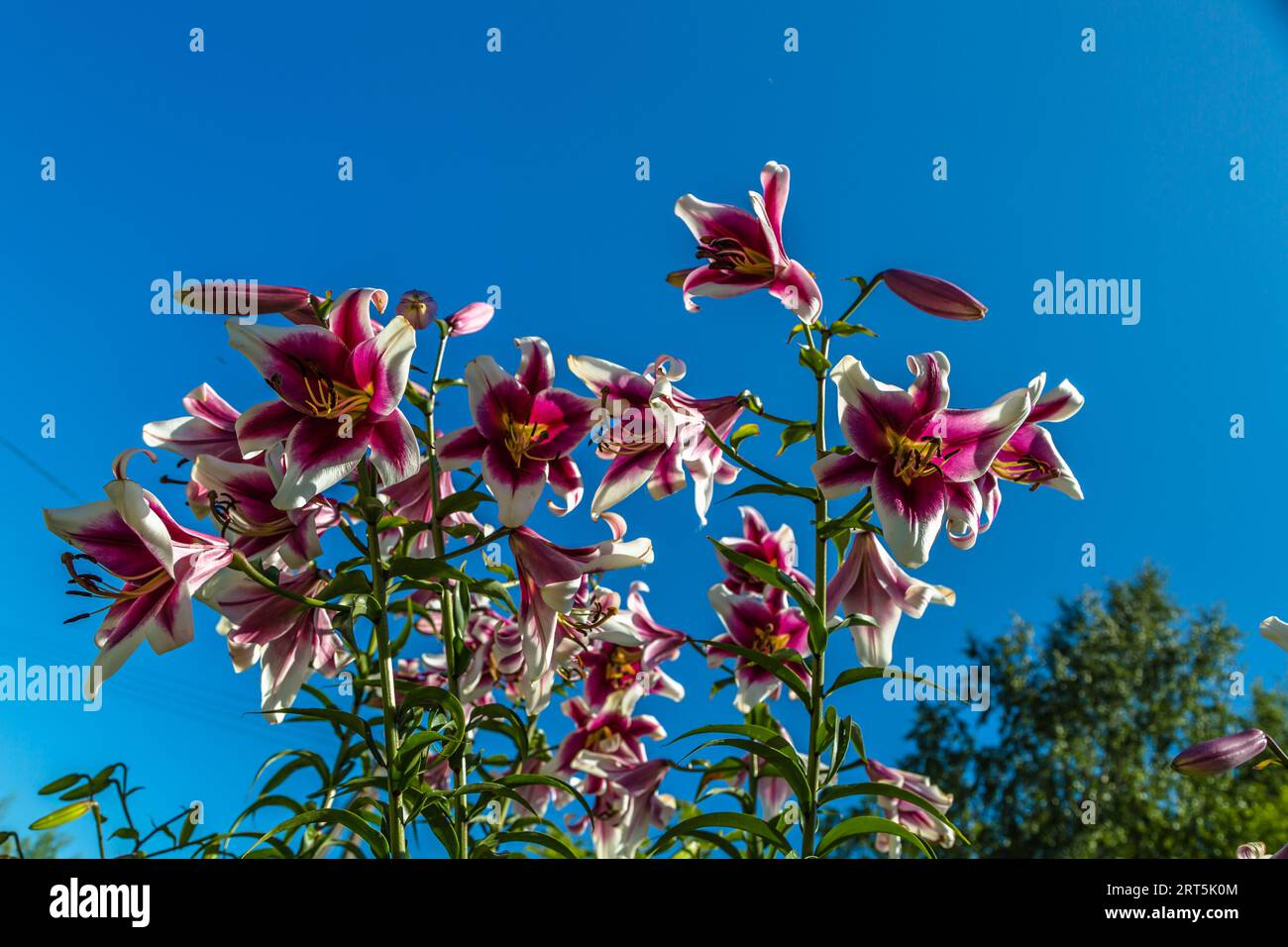Oriental Hybrid Lilium Friso flowers in the garden Stock Photo - Alamy