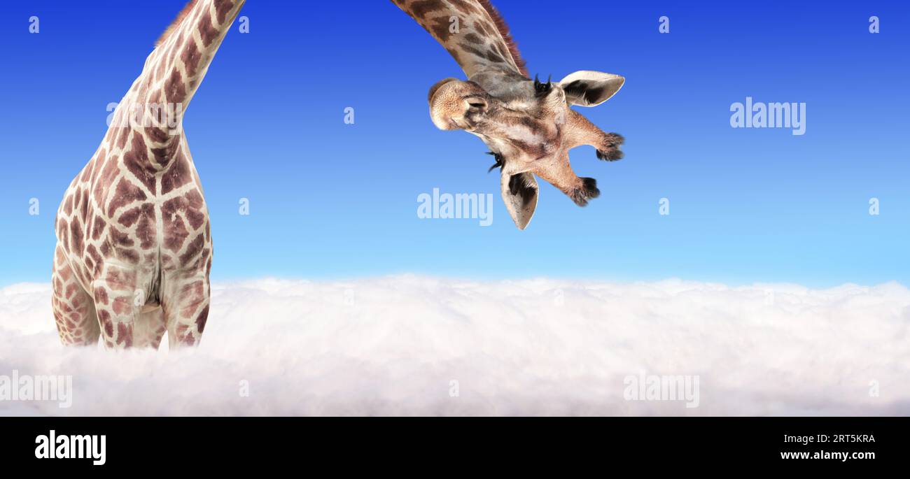 Giraffe face head hanging upside down. Curious gute giraffe peeks from above clouds. Fantastic ...