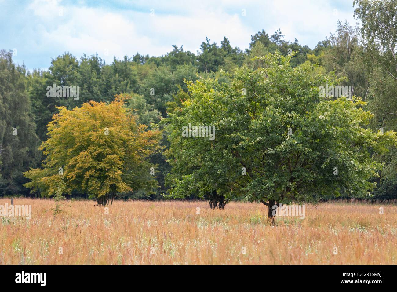 Late summer field with first autumn colors at Karower Teiche, Berlin ...