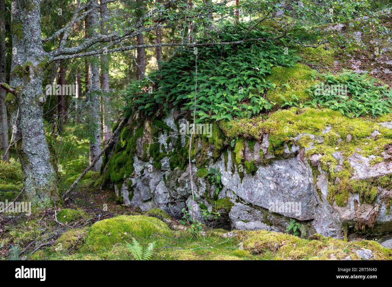 Large stone with green moss and Polypodium vulgare Stock Photo - Alamy