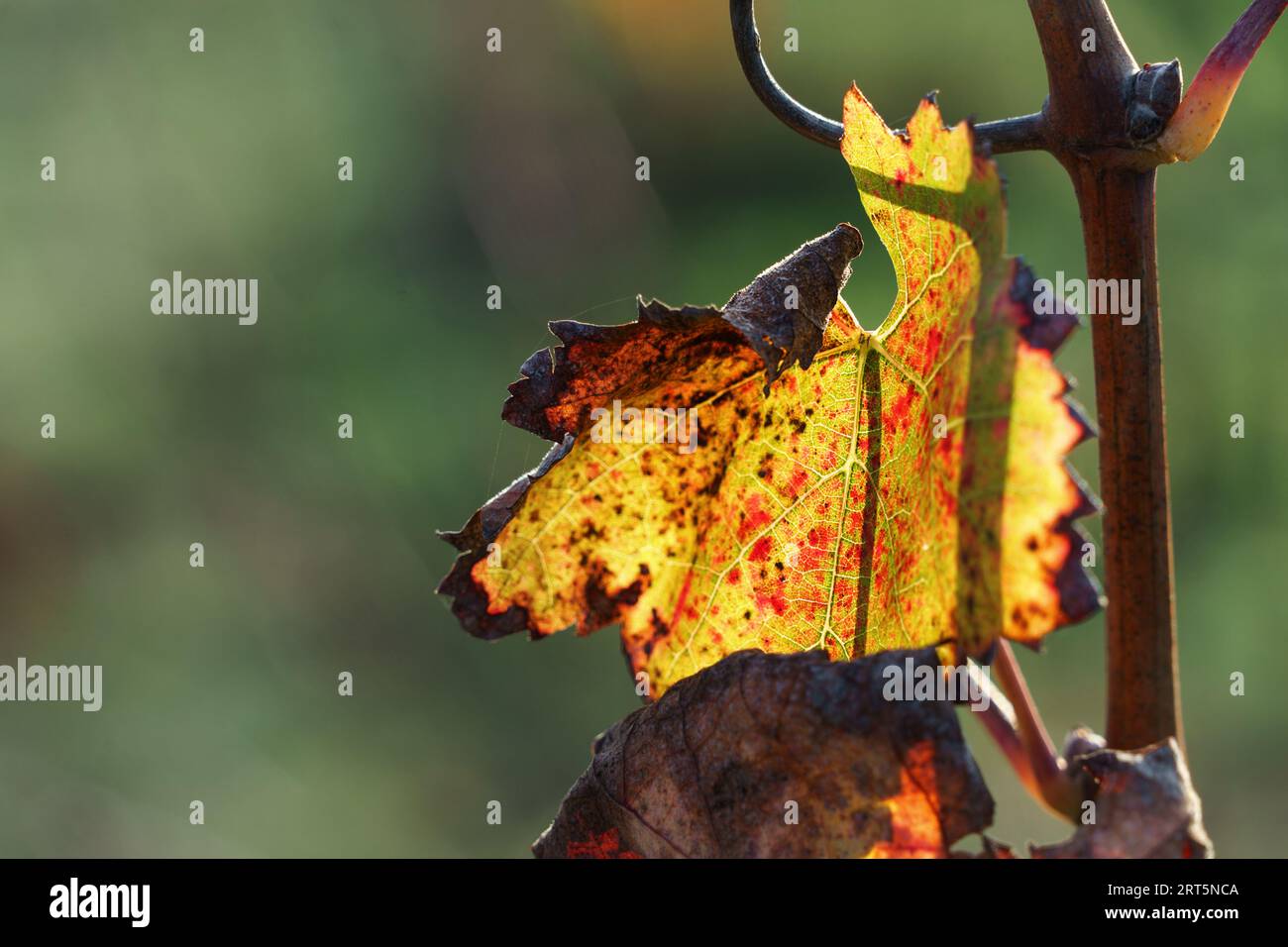 Autumn curled brown leaf hi-res stock photography and images - Alamy