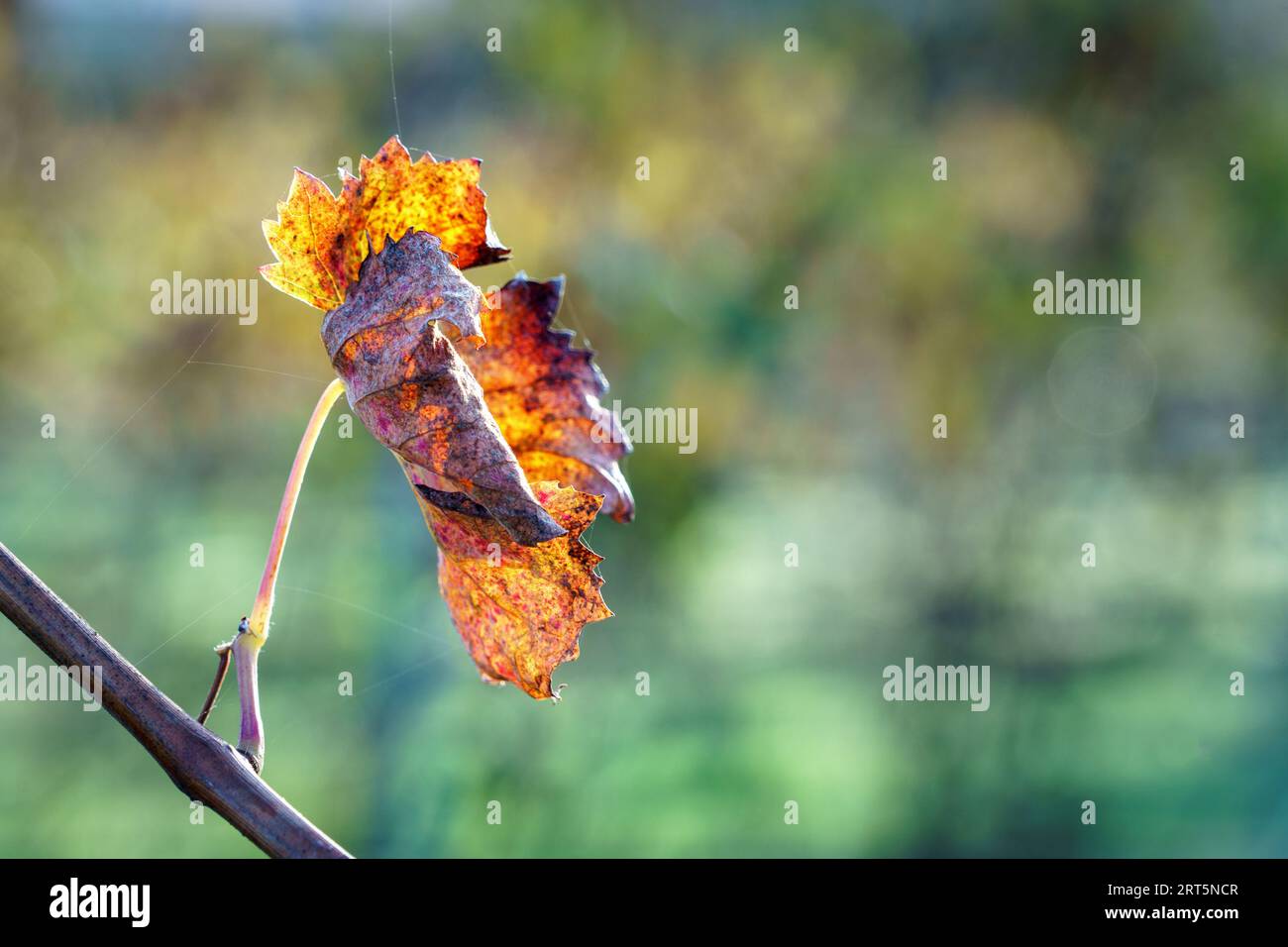 Autumn curled brown leaf hi-res stock photography and images - Alamy