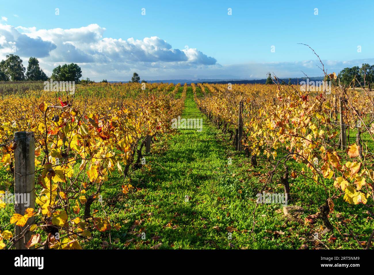 grapevine detail with vinyard vines in receding rows in autumn colours ...