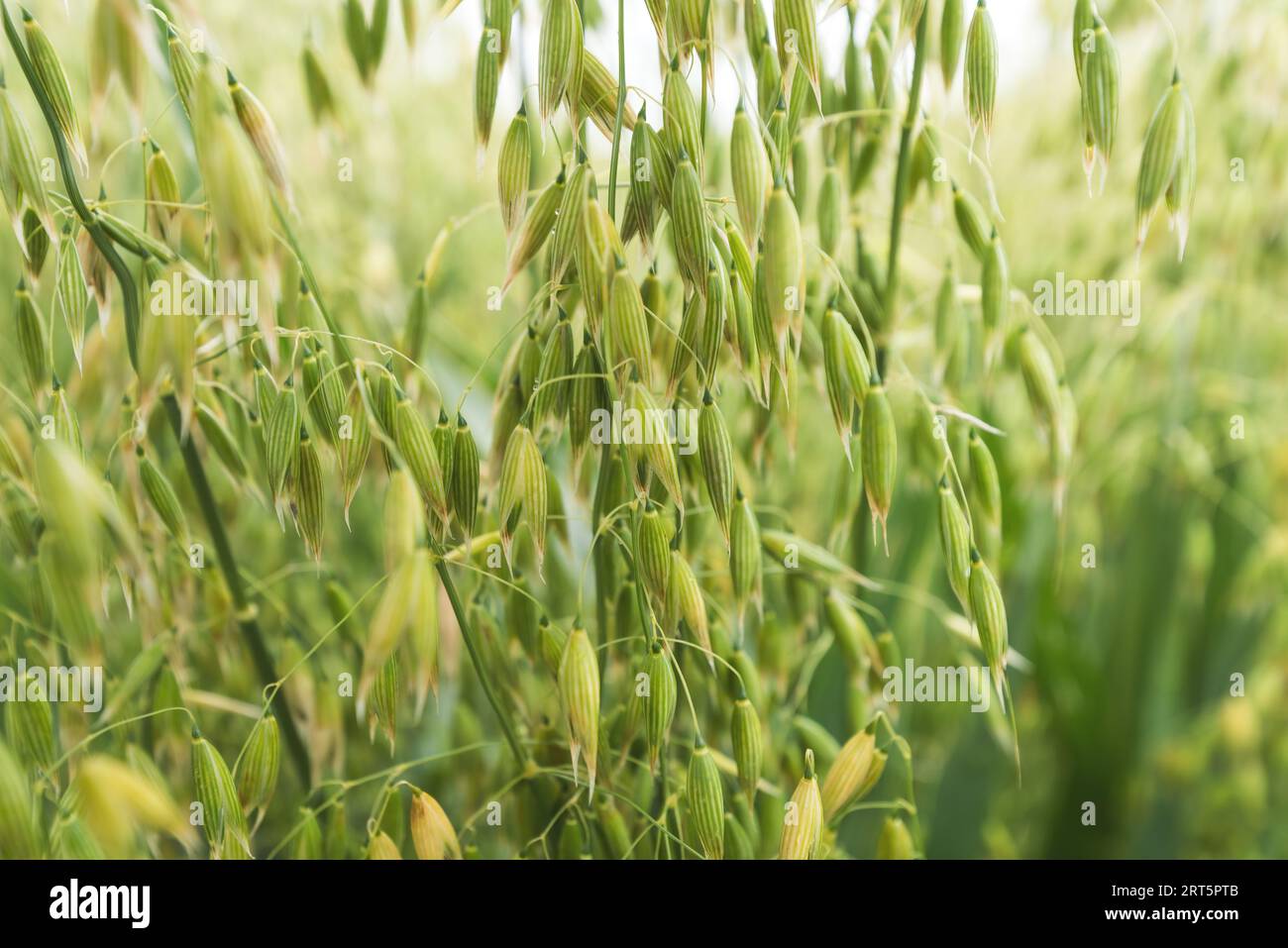 Common oat crop plantation field, closeup with selective focus Stock Photo - Alamy