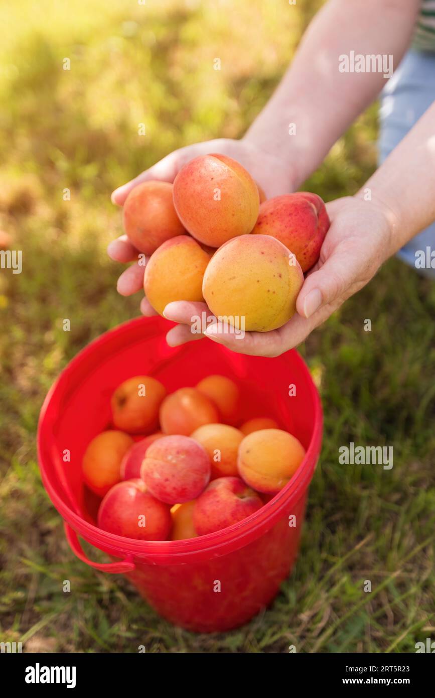 Female vertical farm worker putting hi-res stock photography and images ...