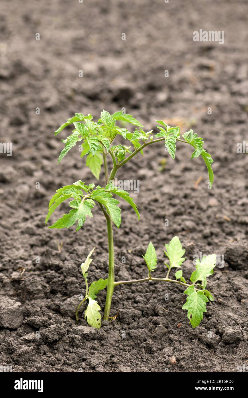 Small green tomato plant in garden, homegrown produce concept ...