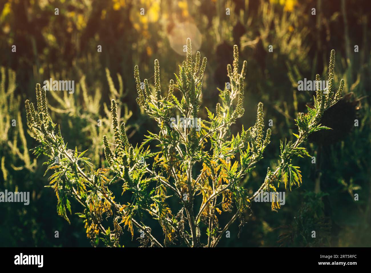 Ragweed flowering plants in the genus Ambrosia, it's pollen is a common ...