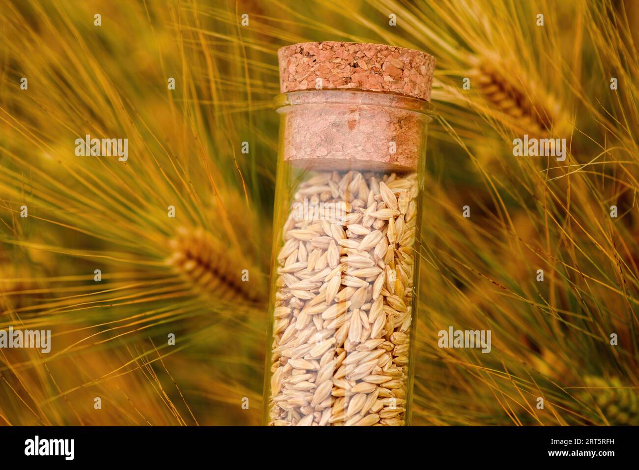 Wheat grain seed sample hi-res stock photography and images - Alamy