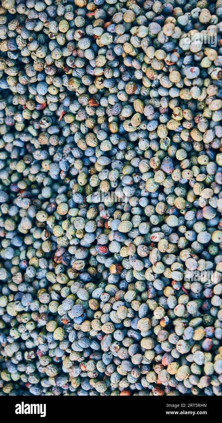 Terebinth tree hi-res stock photography and images - Alamy