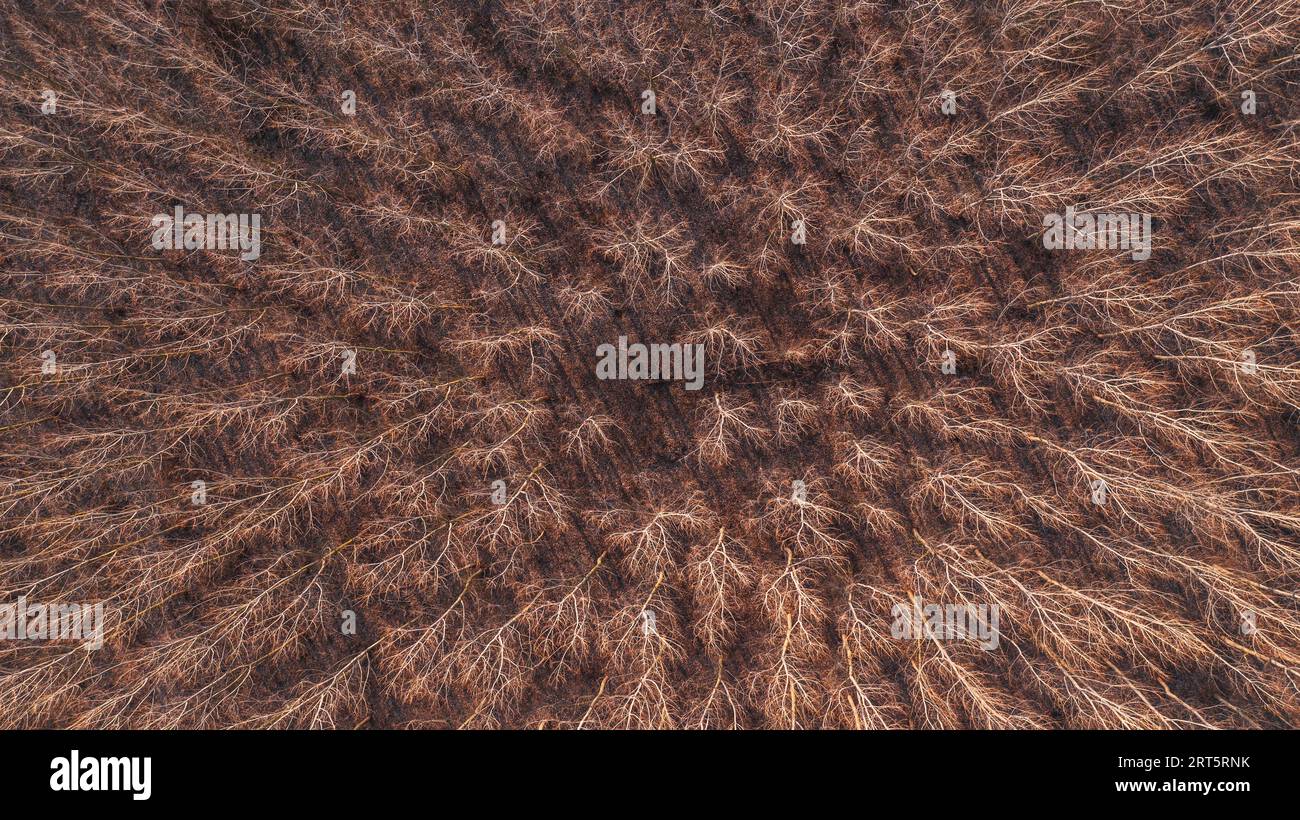 Deciduous forest woodland from above, tall trees with no leaves from ...