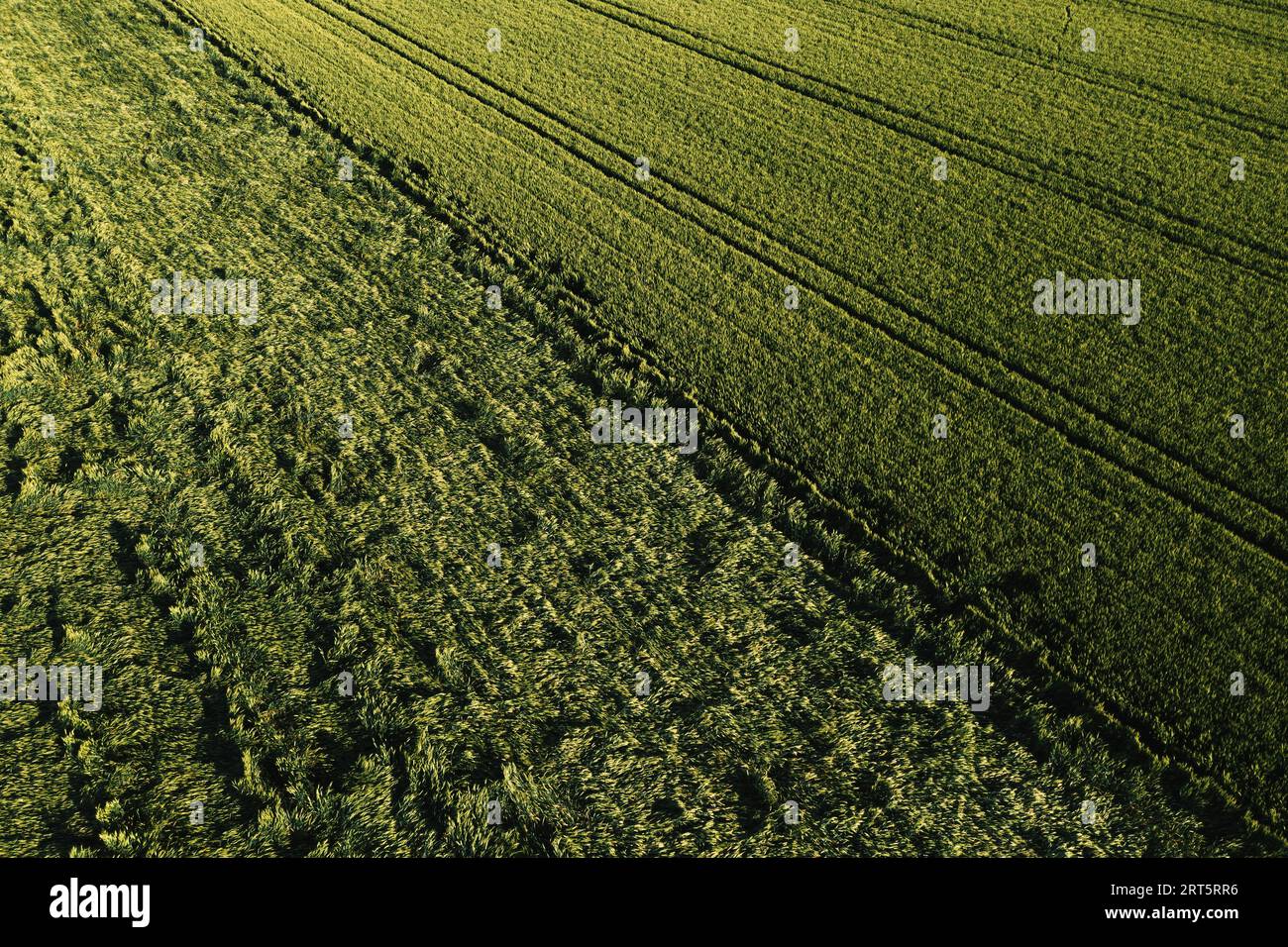 Wheat crops damaged hi-res stock photography and images - Alamy