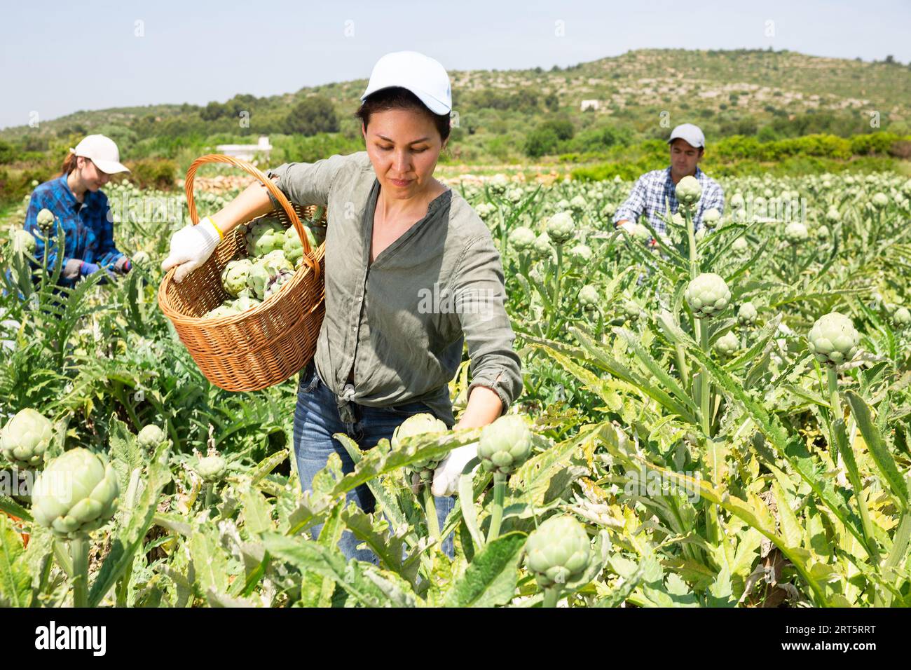 Asian woman plantation worker picking artichokes on vegetable field ...