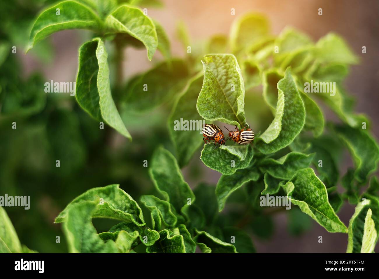 Colorado potato beetle, Leptinotarsa decemlineata, in potato leaves ...