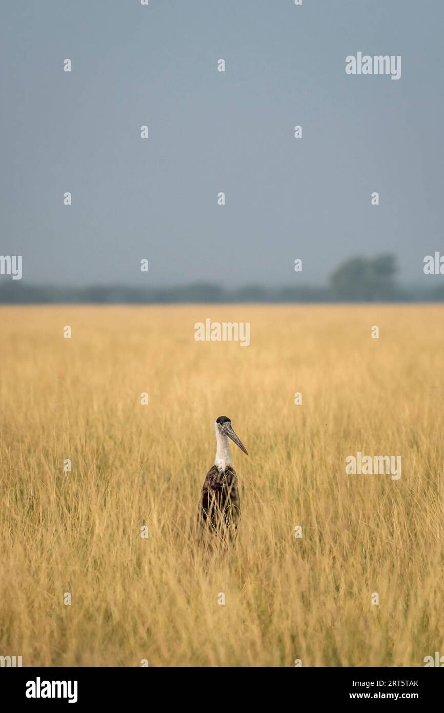 woolly necked stork or whitenecked stork or Ciconia episcopus in ...